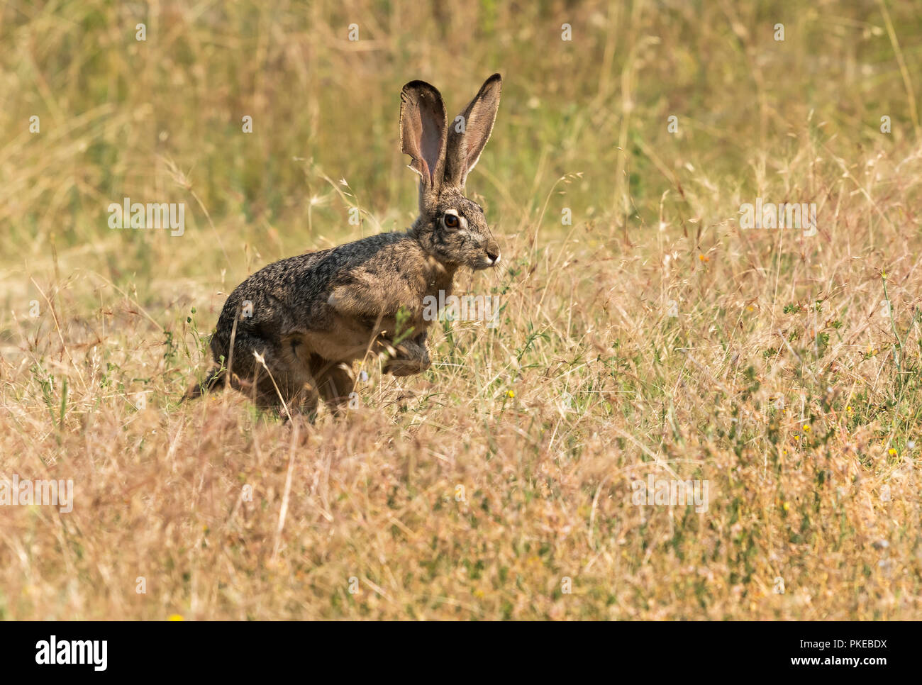 Side view running rabbit hi-res stock photography and images - Alamy