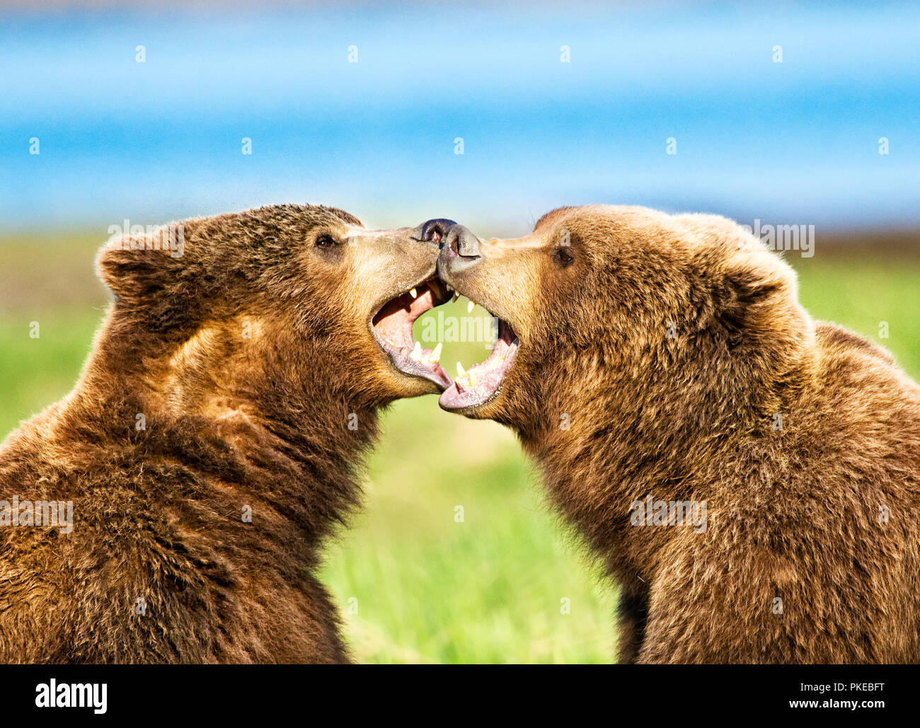 Two bears kissing hi-res stock photography and images - Alamy