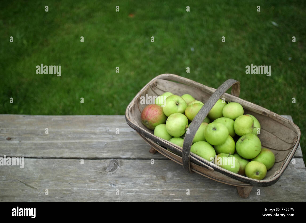 Windfall Apples Orchard High Resolution Stock Photography and Images ...