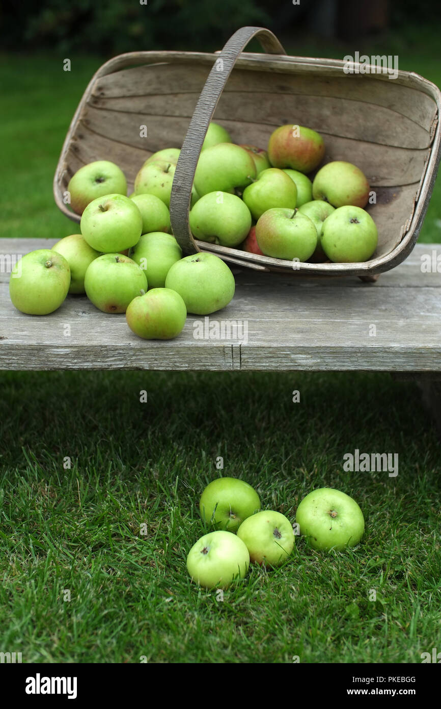 Traditional garden trug full of windfall apples Stock Photo - Alamy