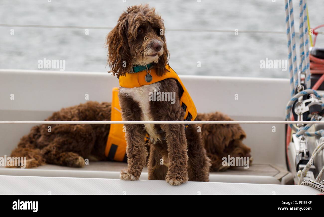 Cockapoo wearing a life jacket on a boat in Poole Harbour Stock Photo ...
