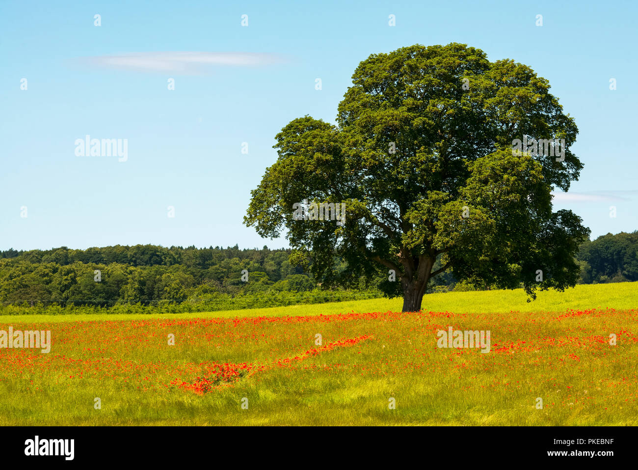 Red poppies in a field with a large tree and blue sky, near Corbridge ...