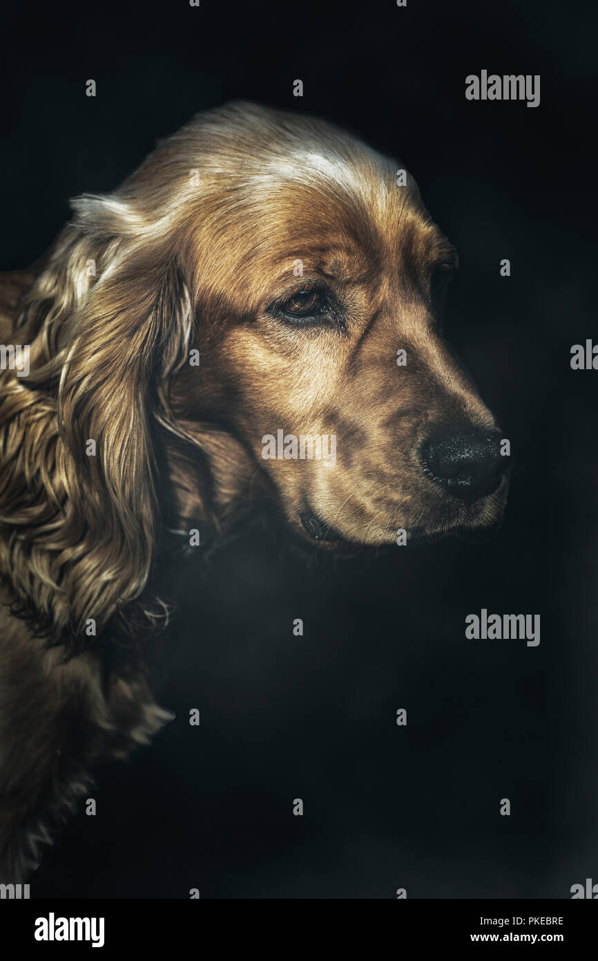 Cocker spaniel ear hi-res stock photography and images - Alamy