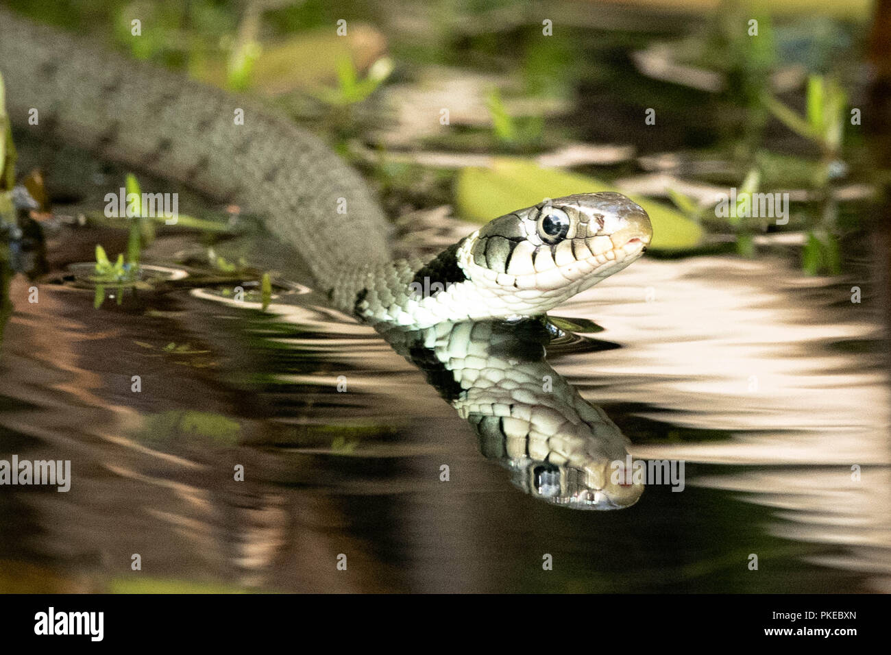 Grass Snake in Water Stock Photo - Alamy