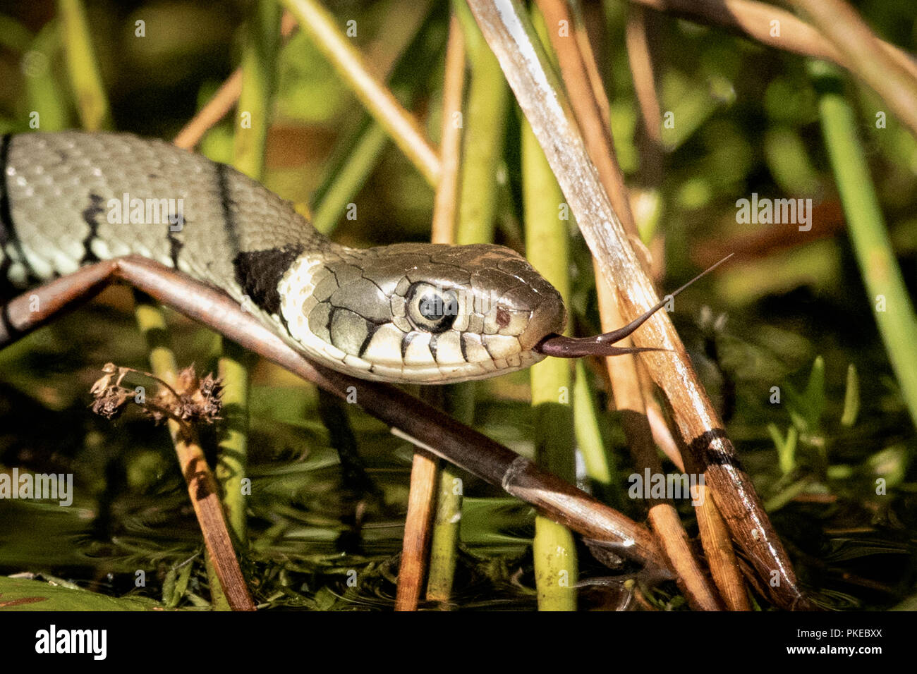 Grass Snake in Water Stock Photo - Alamy