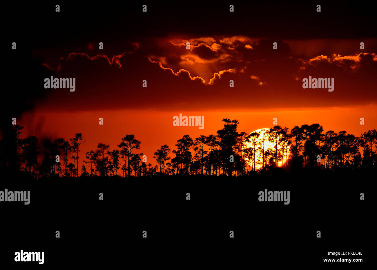 Sun setting behind the trees in Everglades National Park Stock Photo ...