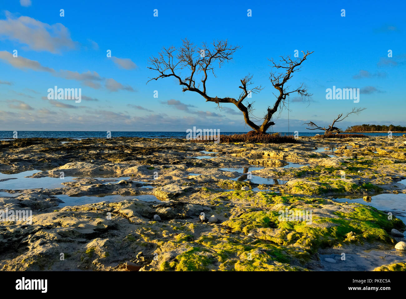 Moss on the rocks, highlighted by the rising sun, on Spanish Harbor Key ...