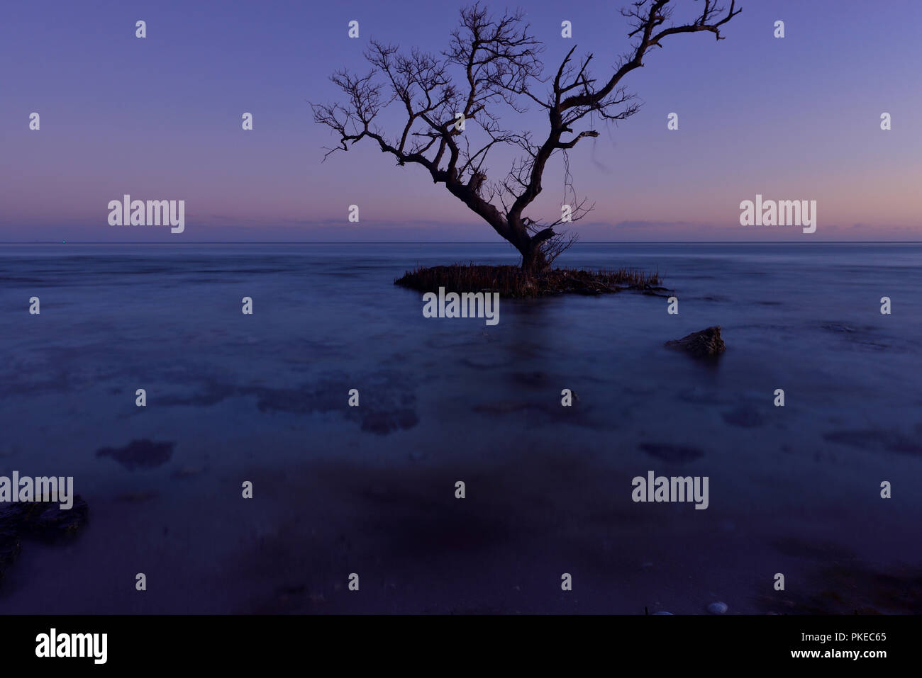 Lone Tree stands on island off Spanish Harbor Key against the backdrop ...