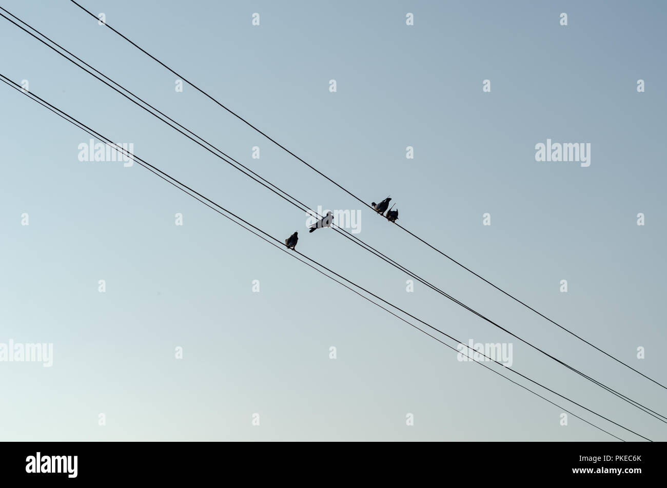 Pigeons on electric wire hi-res stock photography and images - Alamy