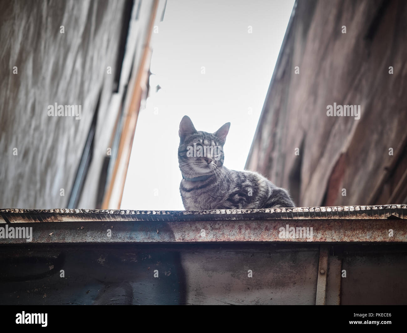 Cat sat wall hi-res stock photography and images - Alamy