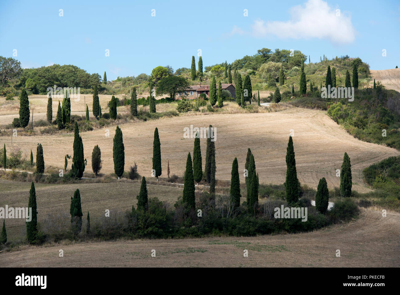A driveway lined with Cypress Trees in La Foce, near Montepulciano in ...