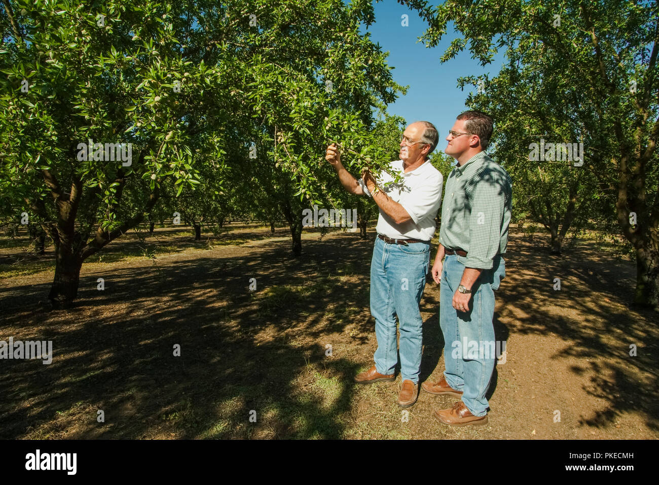Agriculture - An almond grower and his son inspect their mid summer ...