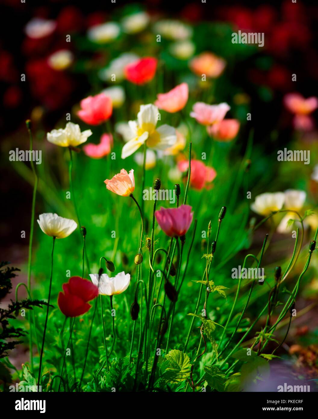 Alpine Poppies, Beech Park, Co Dublin, Ireland Stock Photo - Alamy