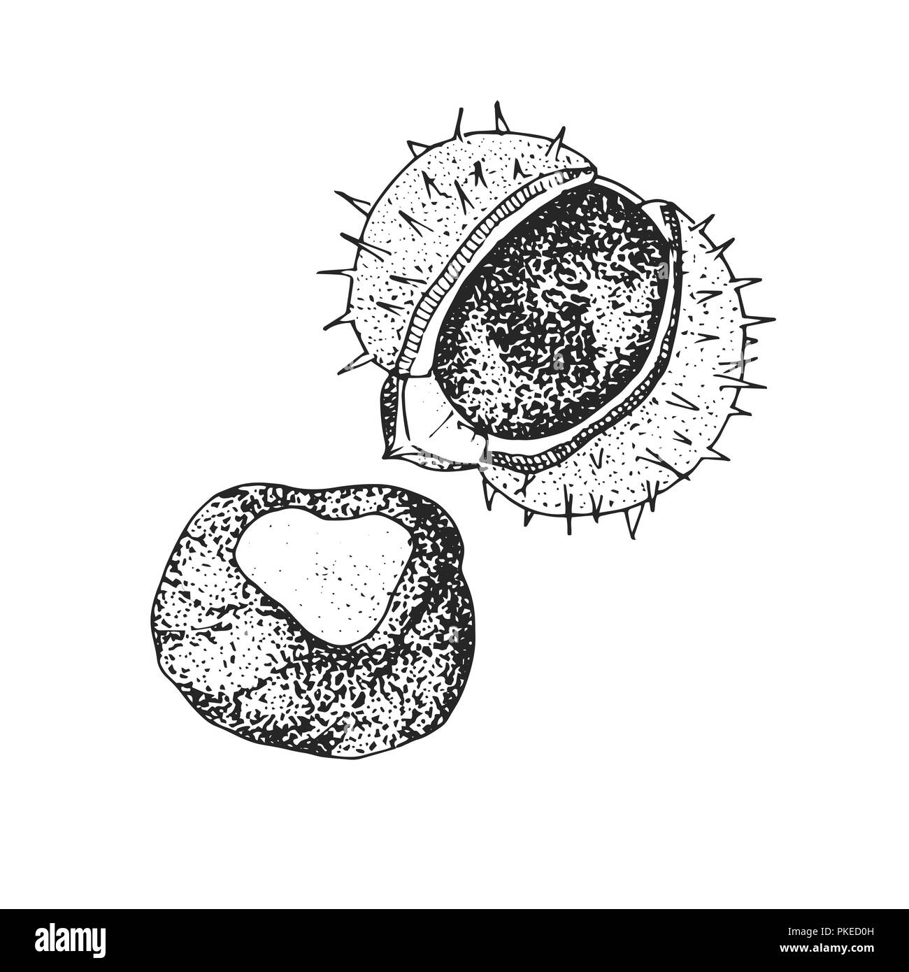 Prickly shell Stock Vector Images - Alamy