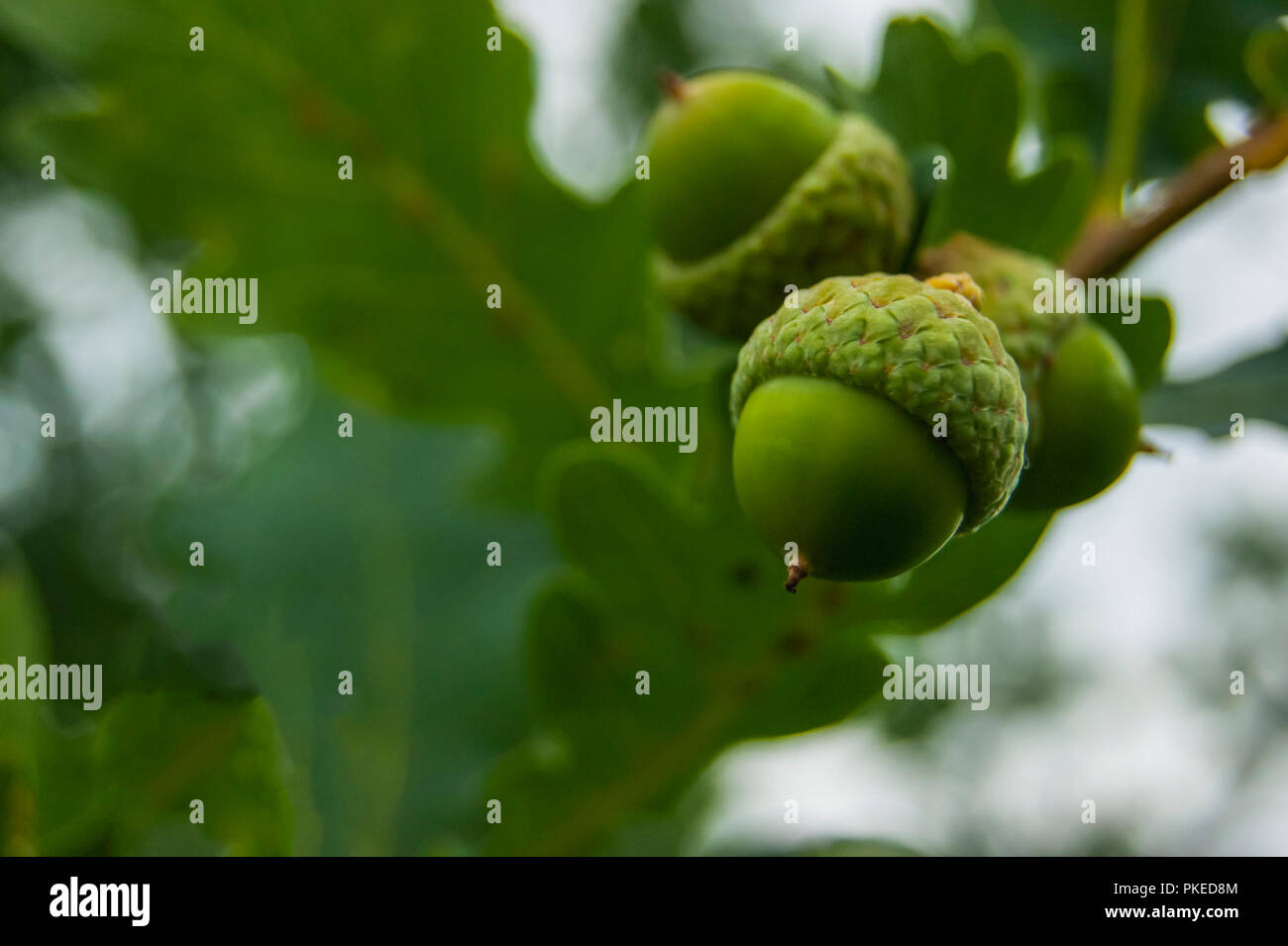 Acorns growing on oak hi-res stock photography and images - Alamy