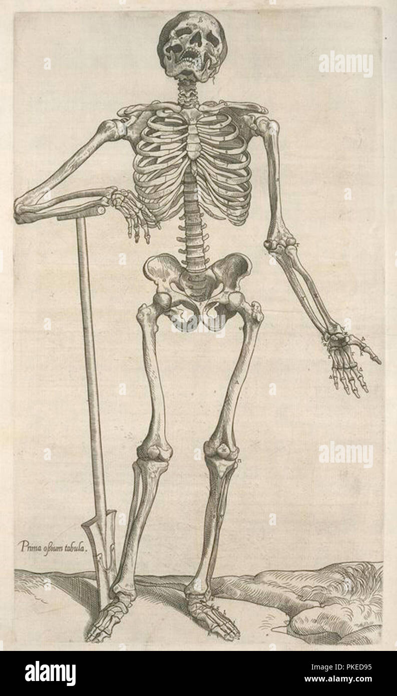 Skeleton Illustration High Resolution Stock Photography and Images - Alamy