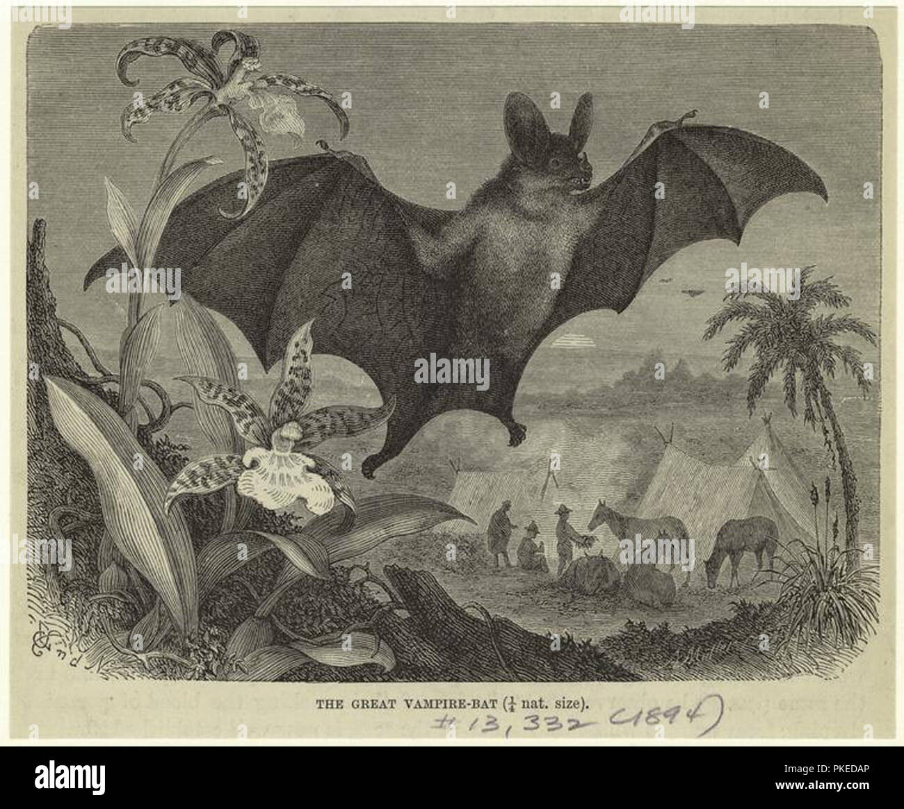 Antique Drawing Bat High Resolution Stock Photography and Images - Alamy