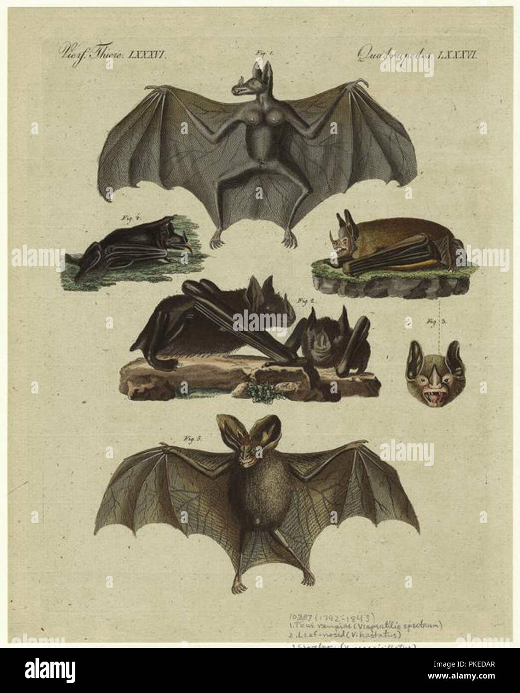Antique Drawing Bat High Resolution Stock Photography and Images - Alamy