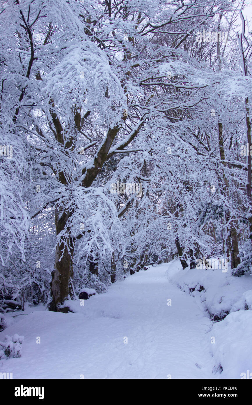 Woodland path in dark woods hi-res stock photography and images - Alamy