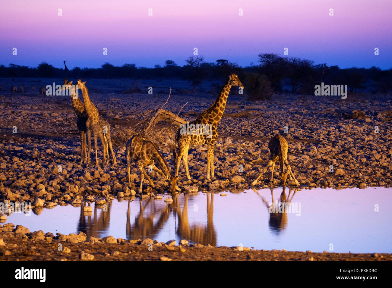 Africa giraffe drinking hi-res stock photography and images - Alamy