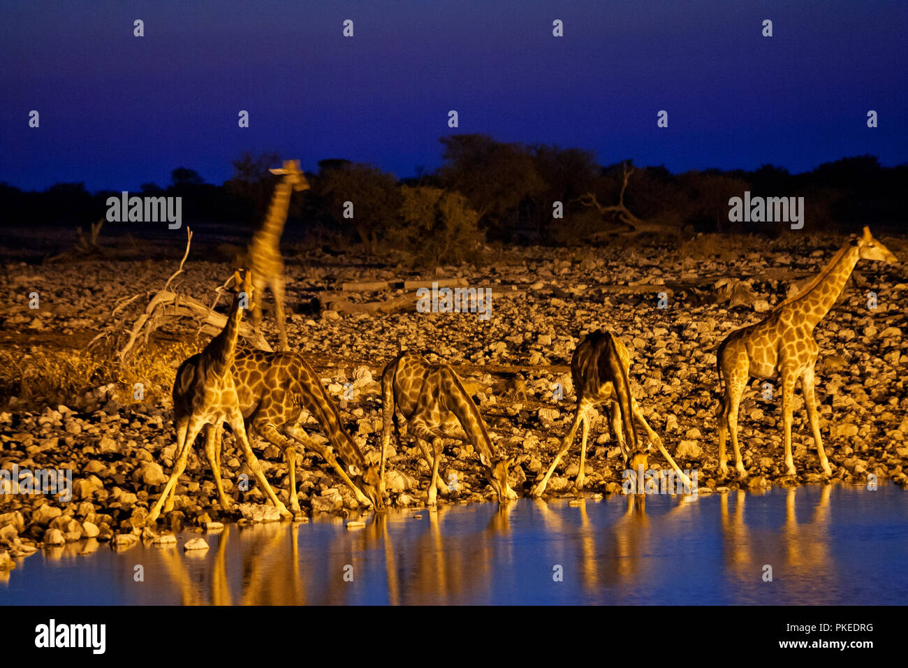 Giraffes drinking at dusk, Okaukuejo waterhole, Etosha National Park ...