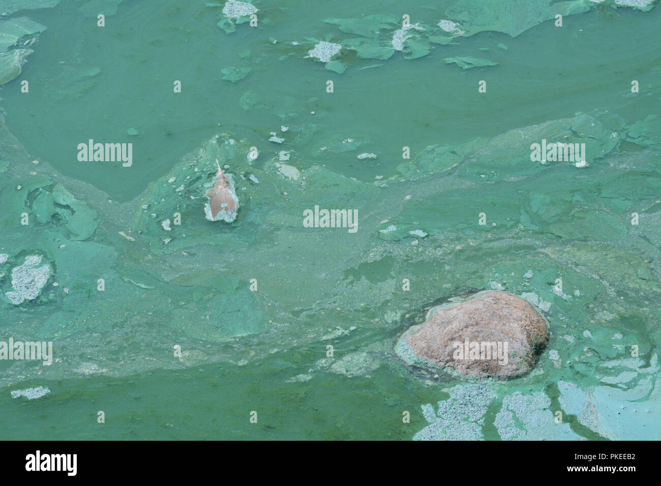 Rock and Canada goose feather stuck in green algae bloom pollution in ...