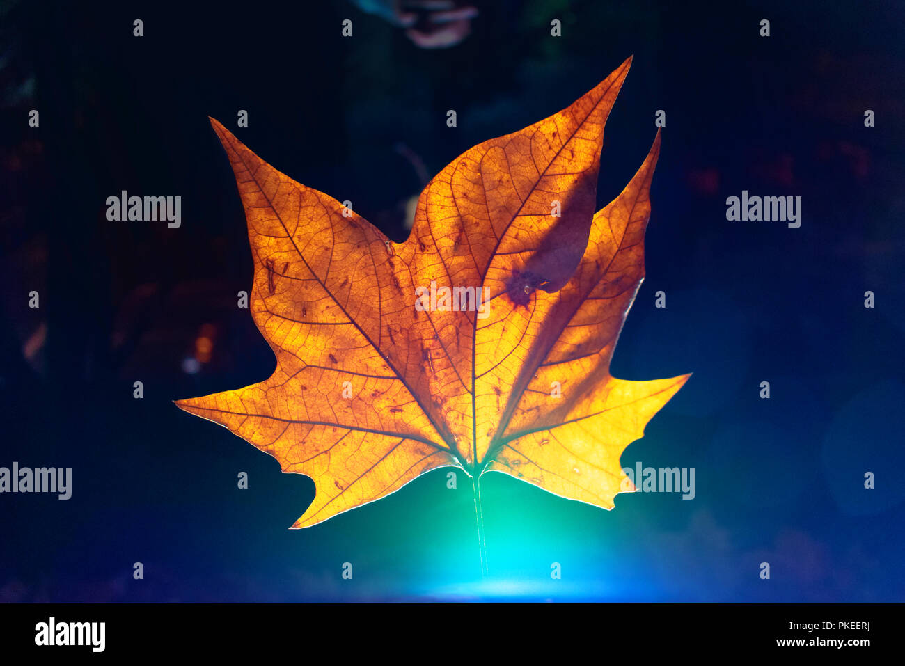 Brightly lit autumn leaf Stock Photo - Alamy