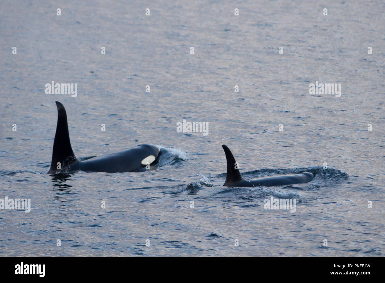 AG Pod of resident killer whales traveling in dramatic scenery and ...