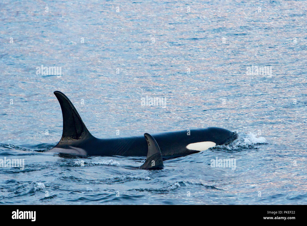 AG Pod of resident killer whales traveling in dramatic scenery and ...