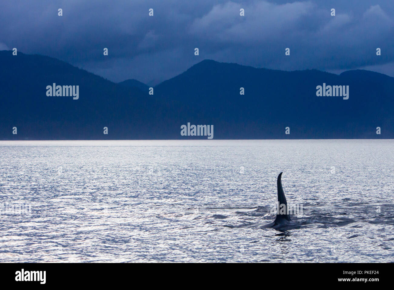 AG Pod of resident killer whales traveling in dramatic scenery and ...