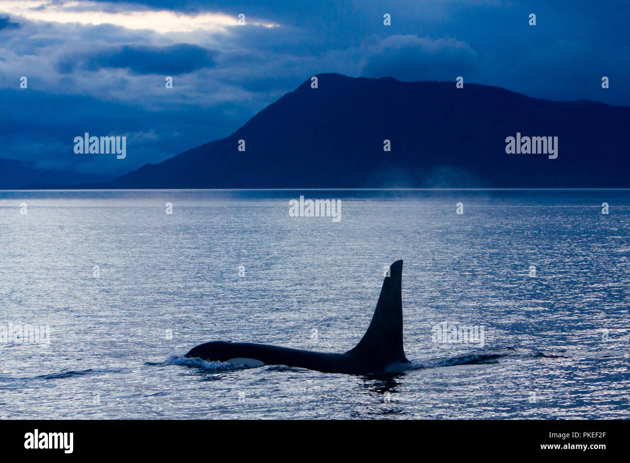 AG Pod of resident killer whales traveling in dramatic scenery and ...