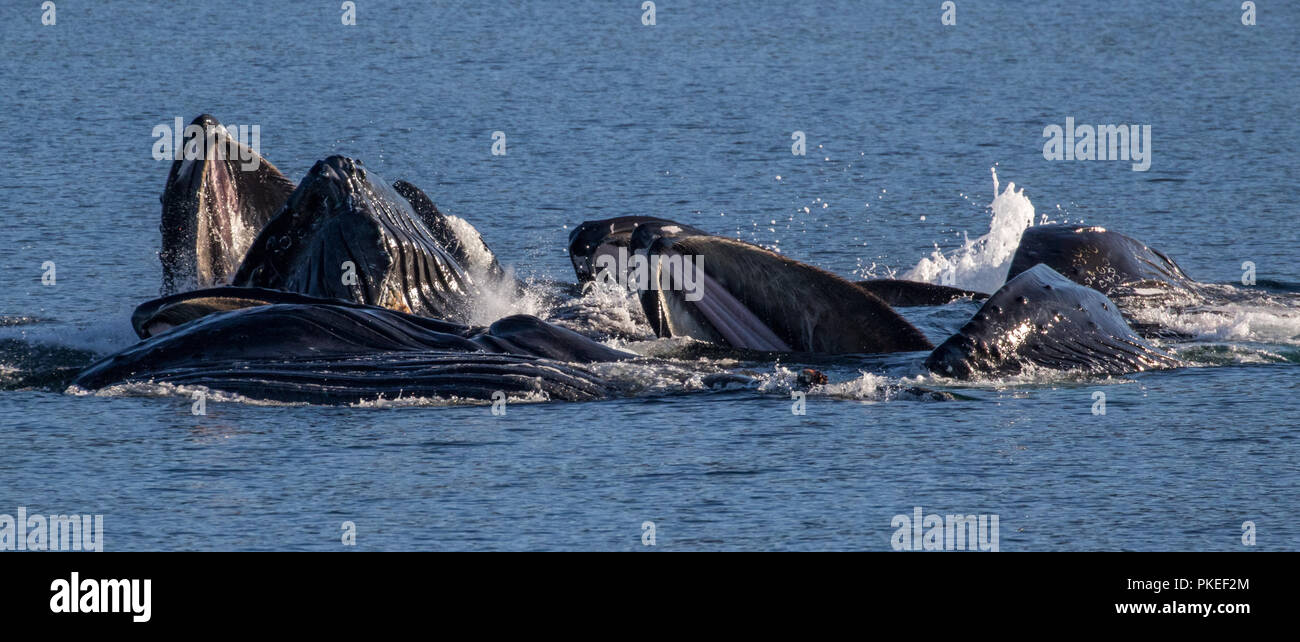Humpback whales feed using cooperative bubble net feeding to work ...