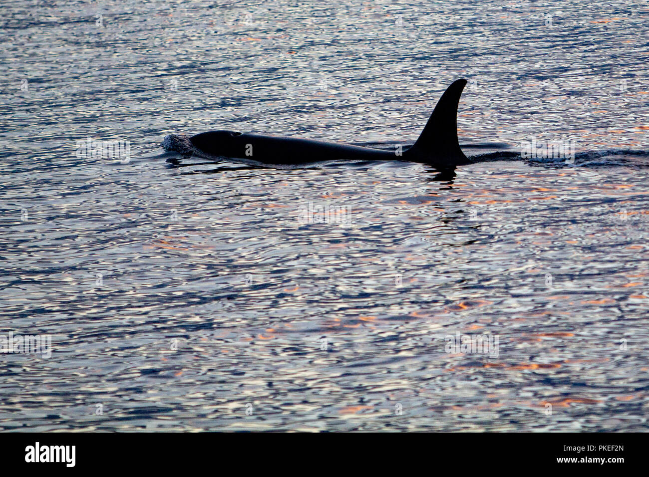 AG Pod of resident killer whales traveling in dramatic scenery and ...