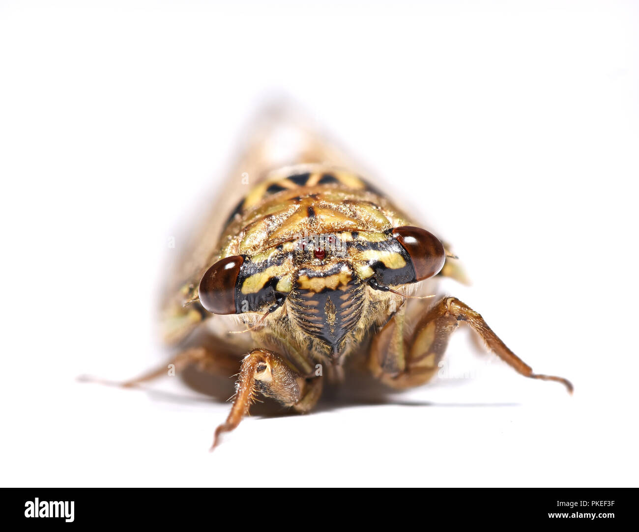 Tree cricket isolated Cut Out Stock Images & Pictures - Alamy