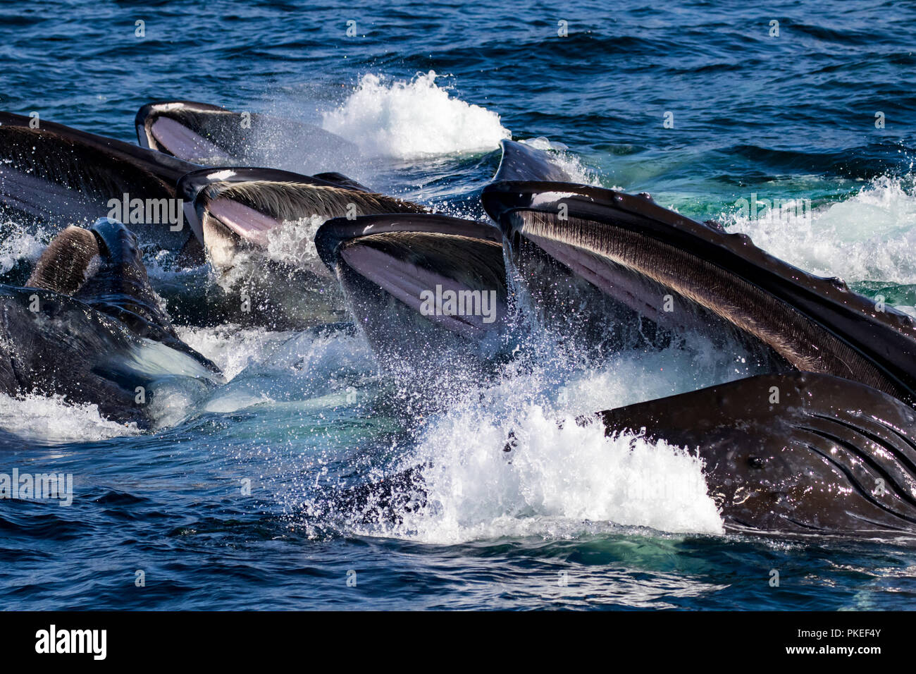 Humpback whales feed using cooperative bubble net feeding to work ...