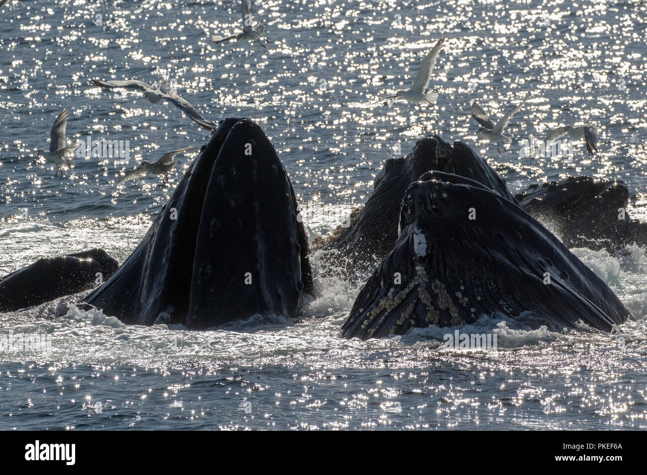 Humpback whales feeding birds hi-res stock photography and images - Alamy