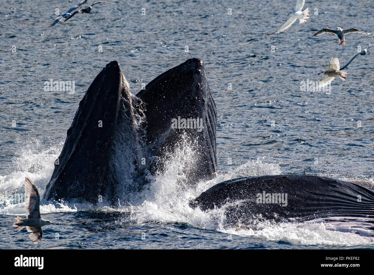 Humpback whales feed using cooperative bubble net feeding to work ...