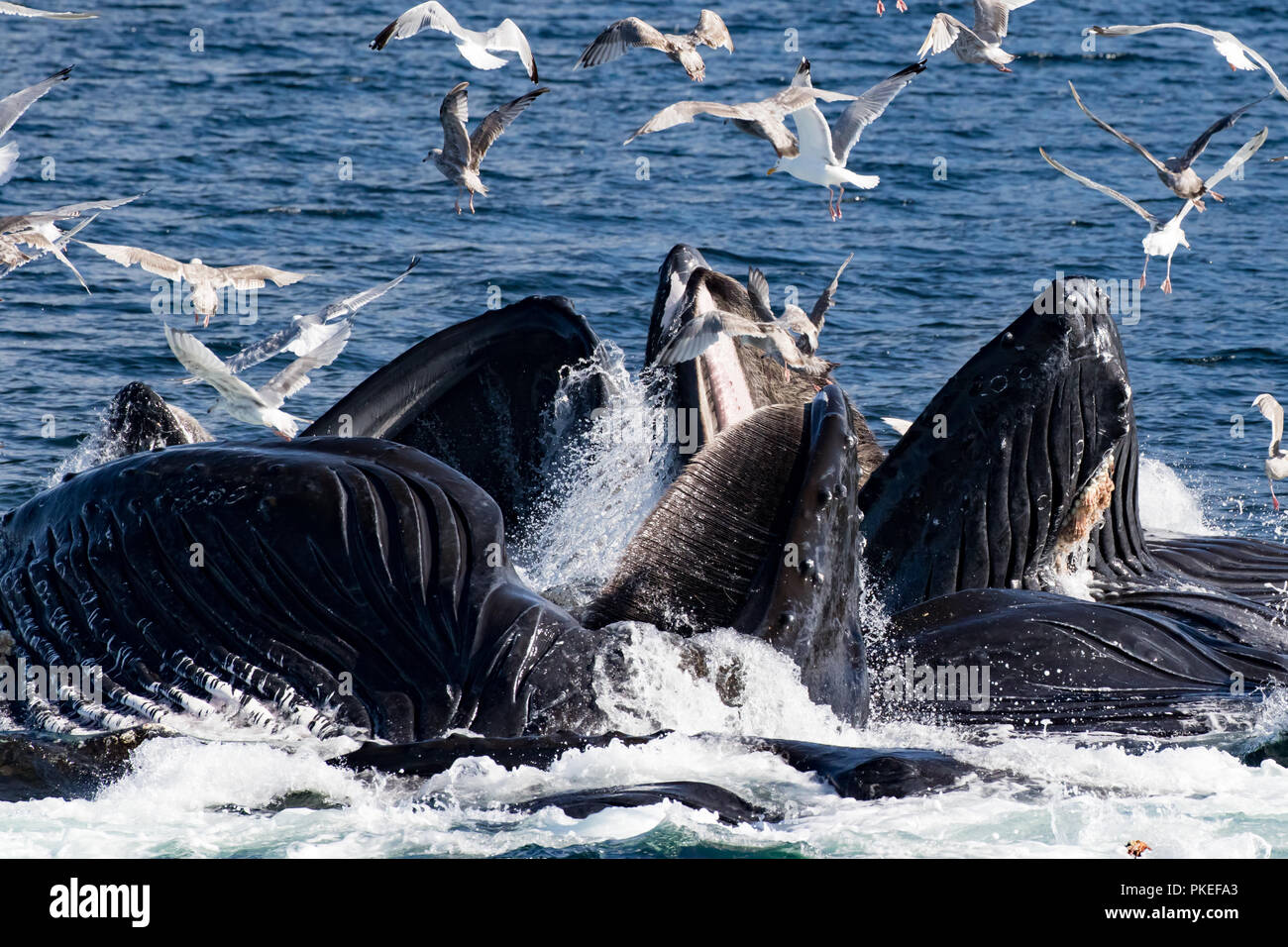 Humpback whale bubble net feeding hi-res stock photography and images ...