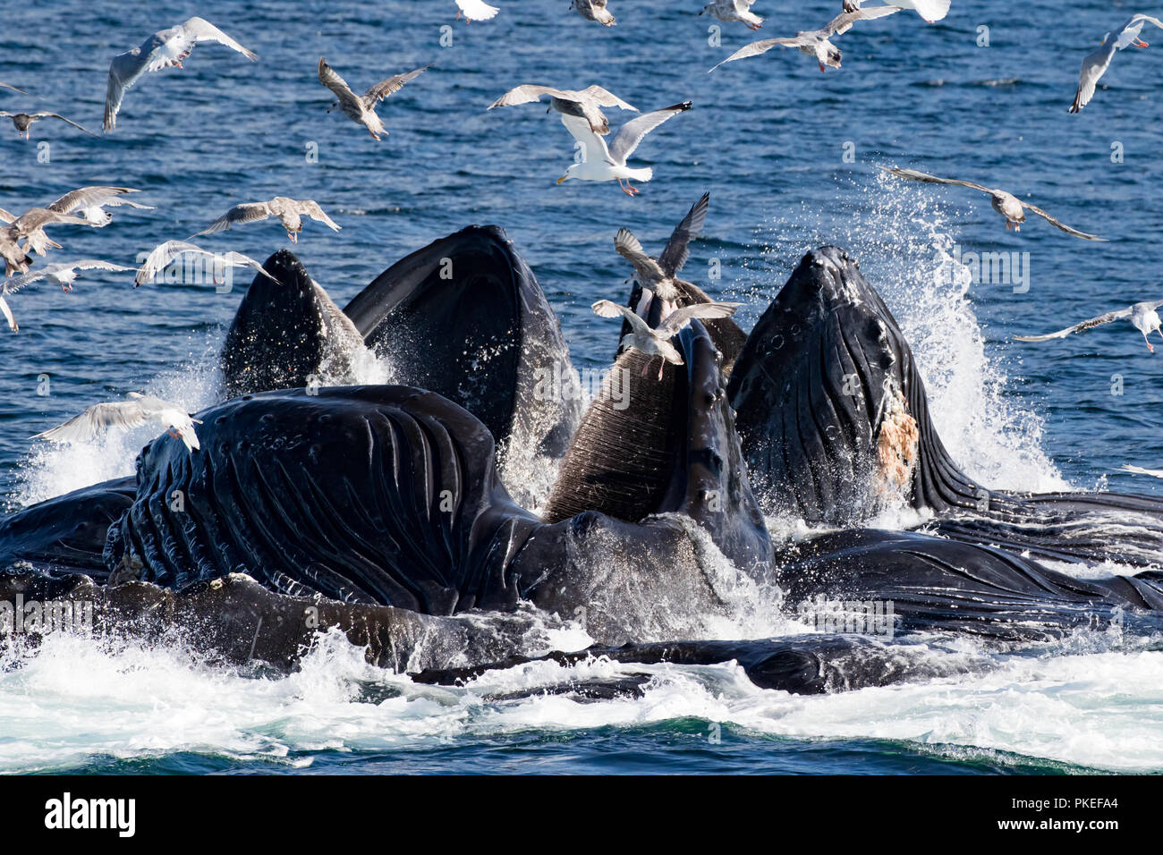 Humpback whales feeding birds hi-res stock photography and images - Alamy