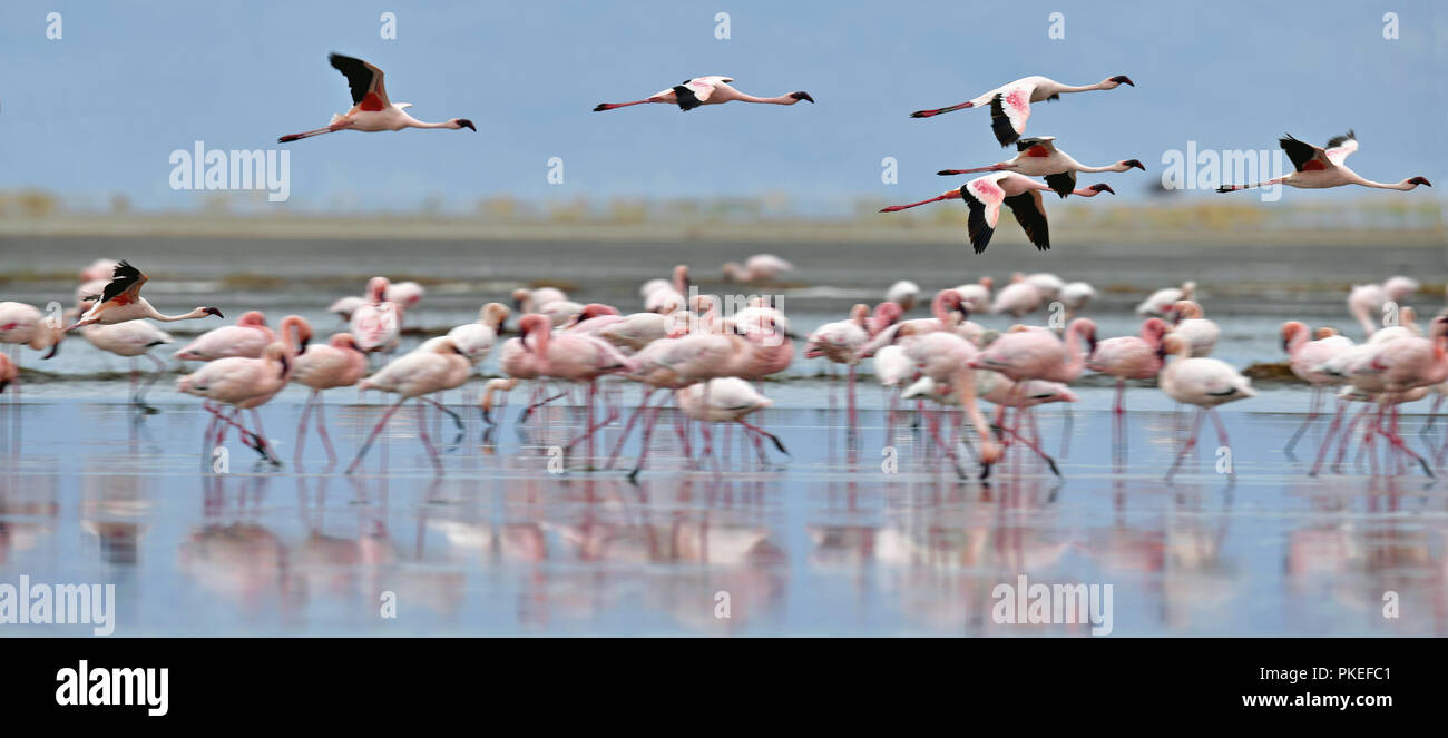 Colony of Flamingos on the Natron lake.Lesser Flamingo Scientific name ...
