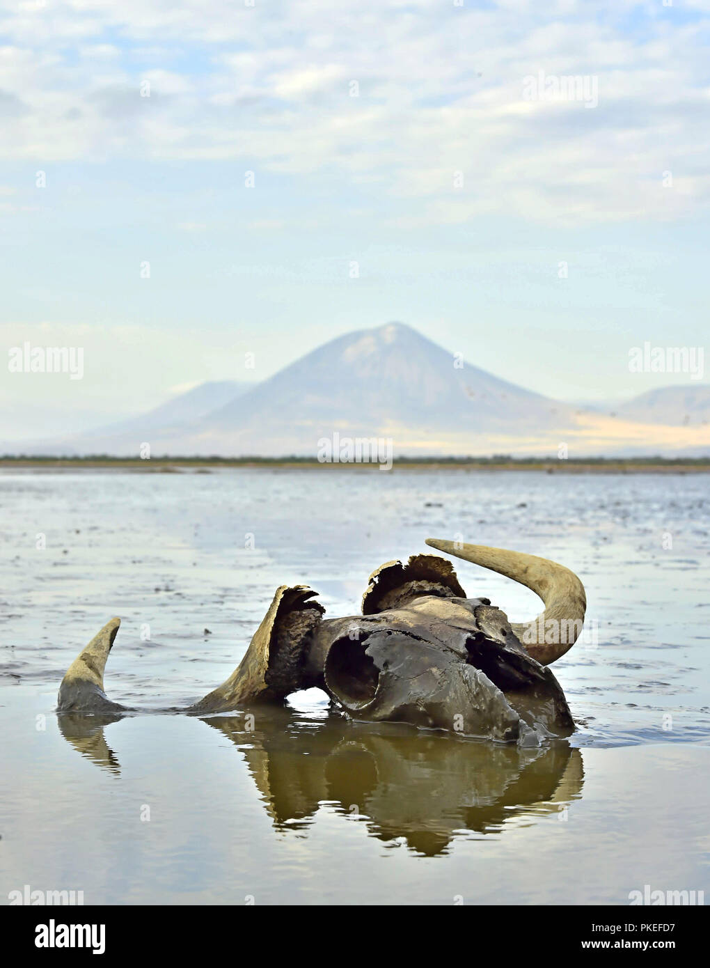 Skull of wildebeest in mud on shallow water. In the background is a ...