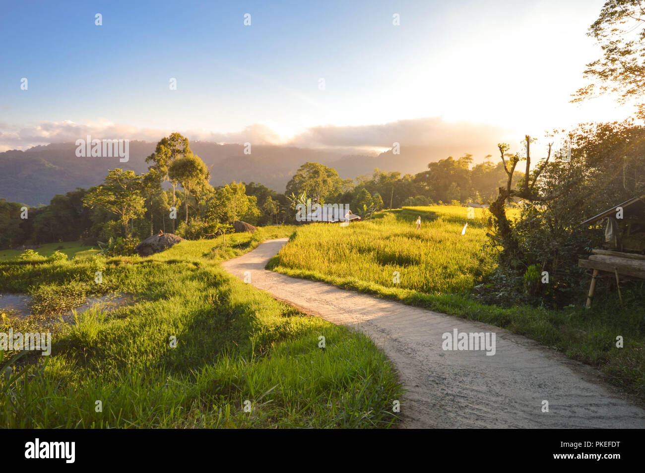 Beautiful panoramic sunset landscape with sunset and rice fields in ...