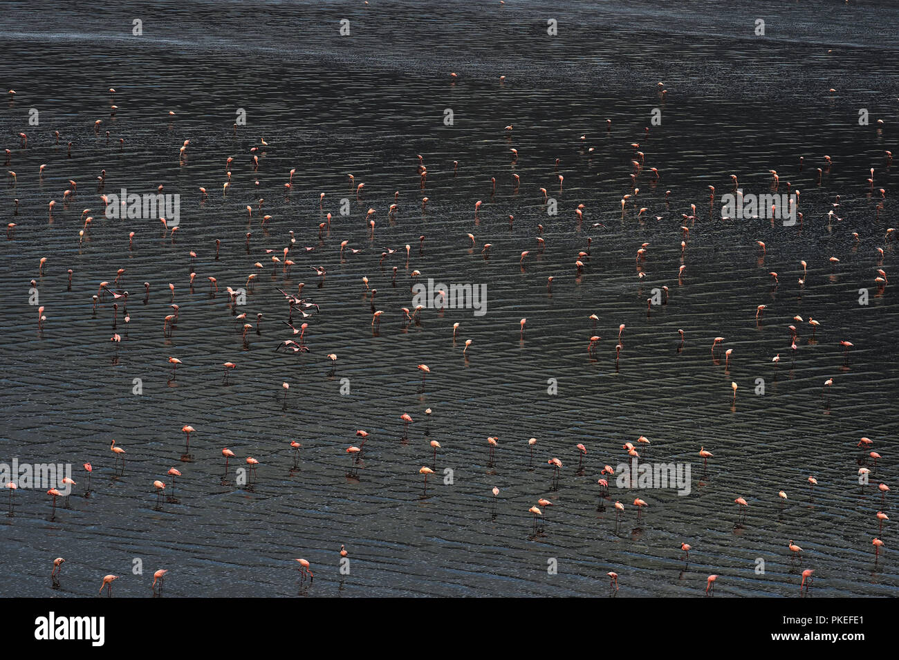 Lesser flamingo. Scientific name: Phoenicoparrus minor. Flamingos on ...