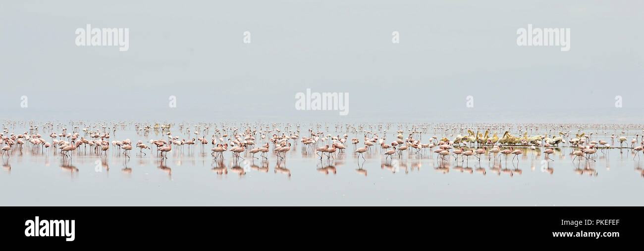 Colony of Flamingos on the Natron lake.Lesser Flamingo Scientific name ...