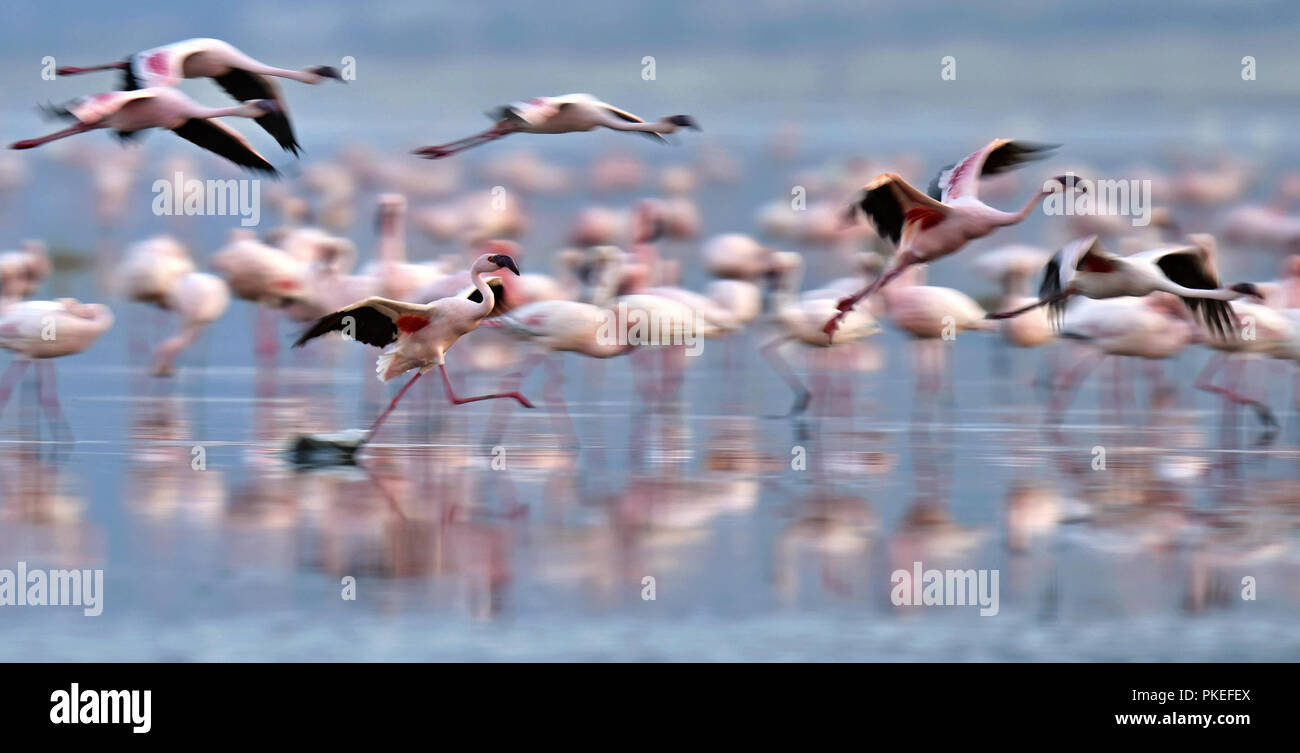 Colony of Flamingos on the Natron lake.Lesser Flamingo Scientific name ...