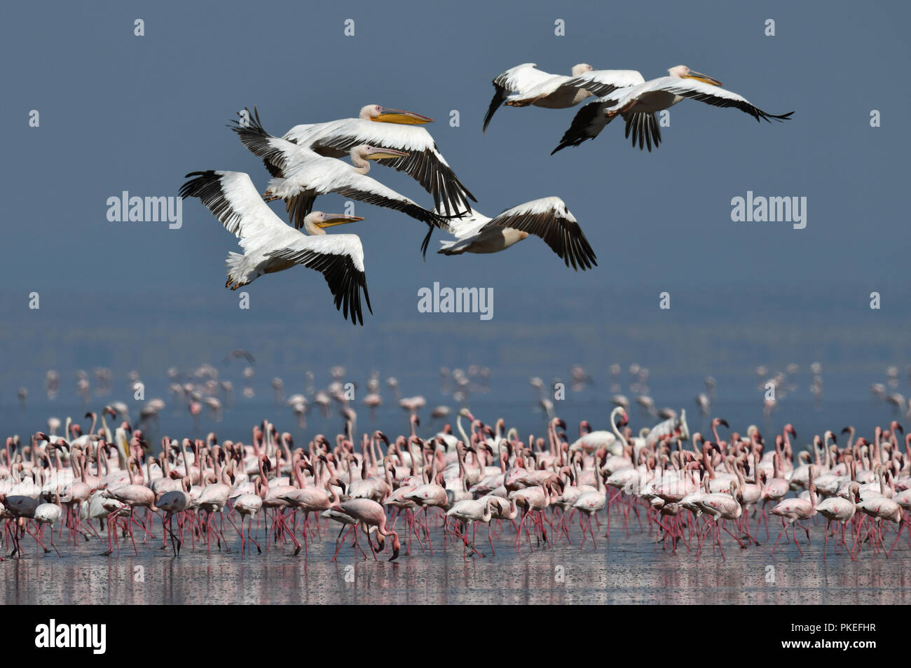 Lake Natron Birds