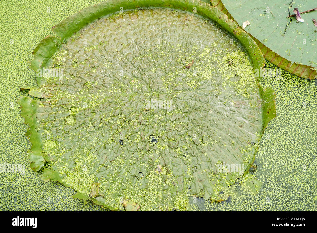 lotus flower with fresh lotus seeds from lotus plantation Stock Photo ...