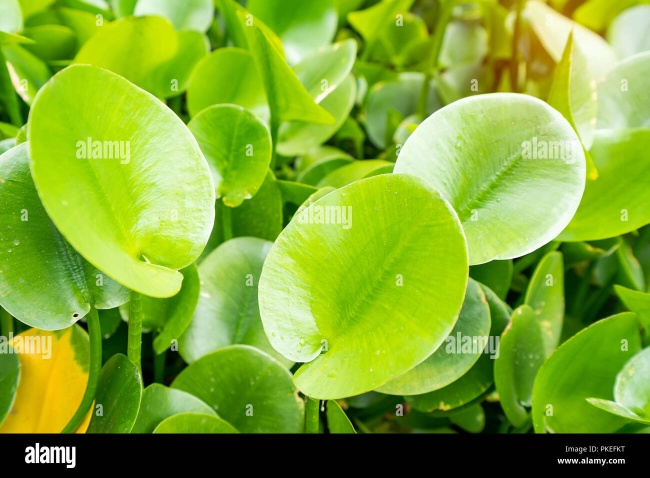 green composition with green leafs of Eichhornia Crassipes Stock Photo ...