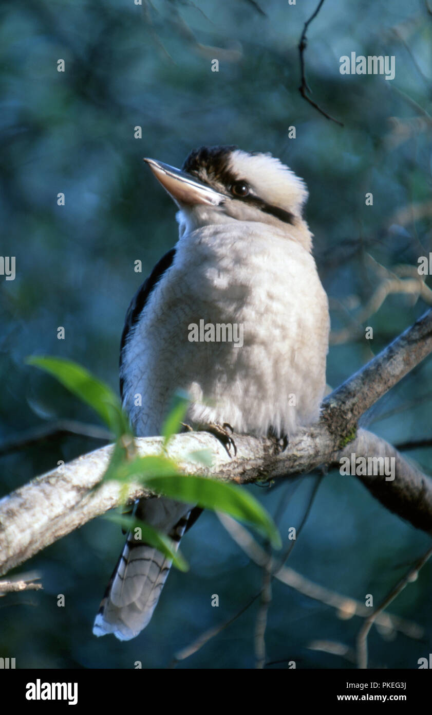 Australian Laughing Jackass High Resolution Stock Photography and ...