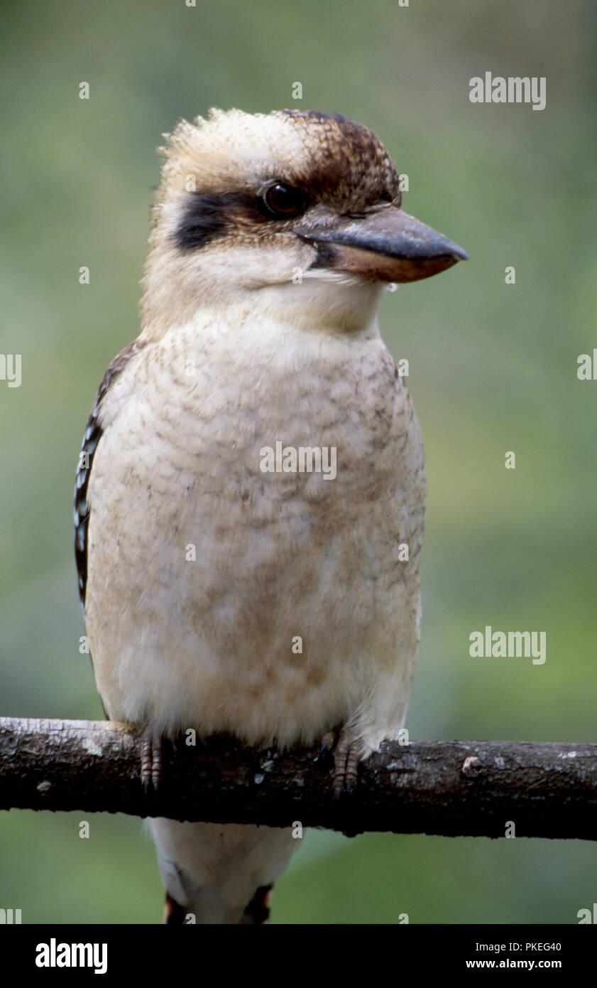 Australian laughing jackass hi-res stock photography and images - Alamy